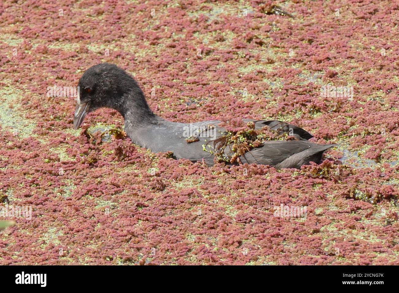 Australasian Coot (Fulica atra australis) Aves Stock Photo - Alamy