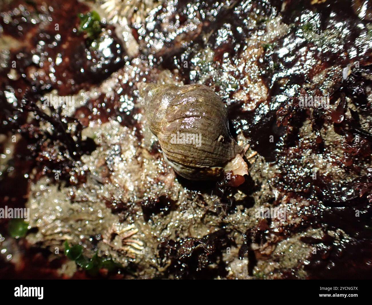 Frilled Dogwinkle (Nucella lamellosa) Mollusca Stock Photo - Alamy