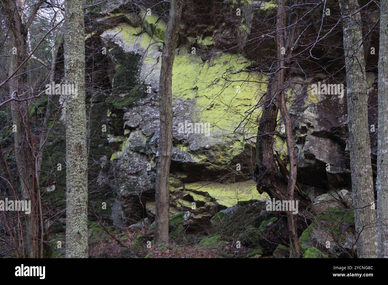 Sulphur Dust Lichen (Chrysothrix chlorina) Fungi Stock Photo - Alamy
