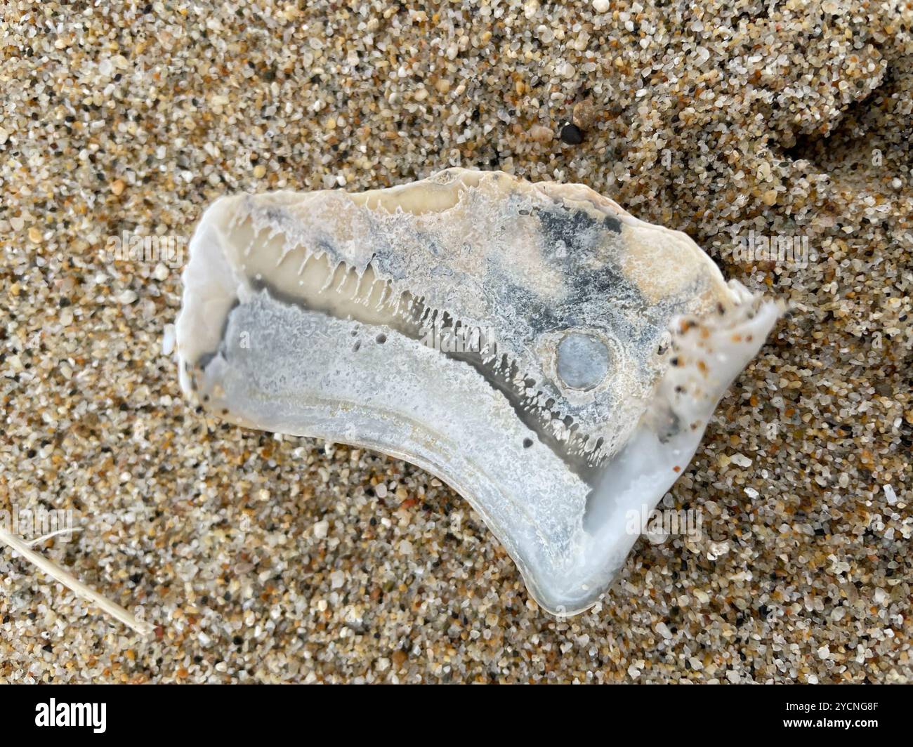 Rough Piddock (Zirfaea pilsbryi) Mollusca Stock Photo - Alamy