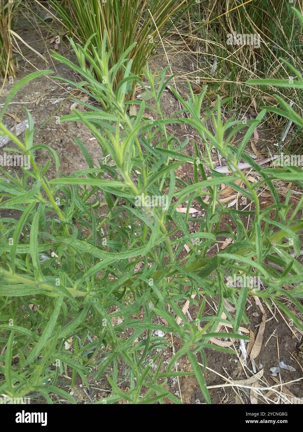 Stinkwort (Dittrichia graveolens) Plantae Stock Photo - Alamy