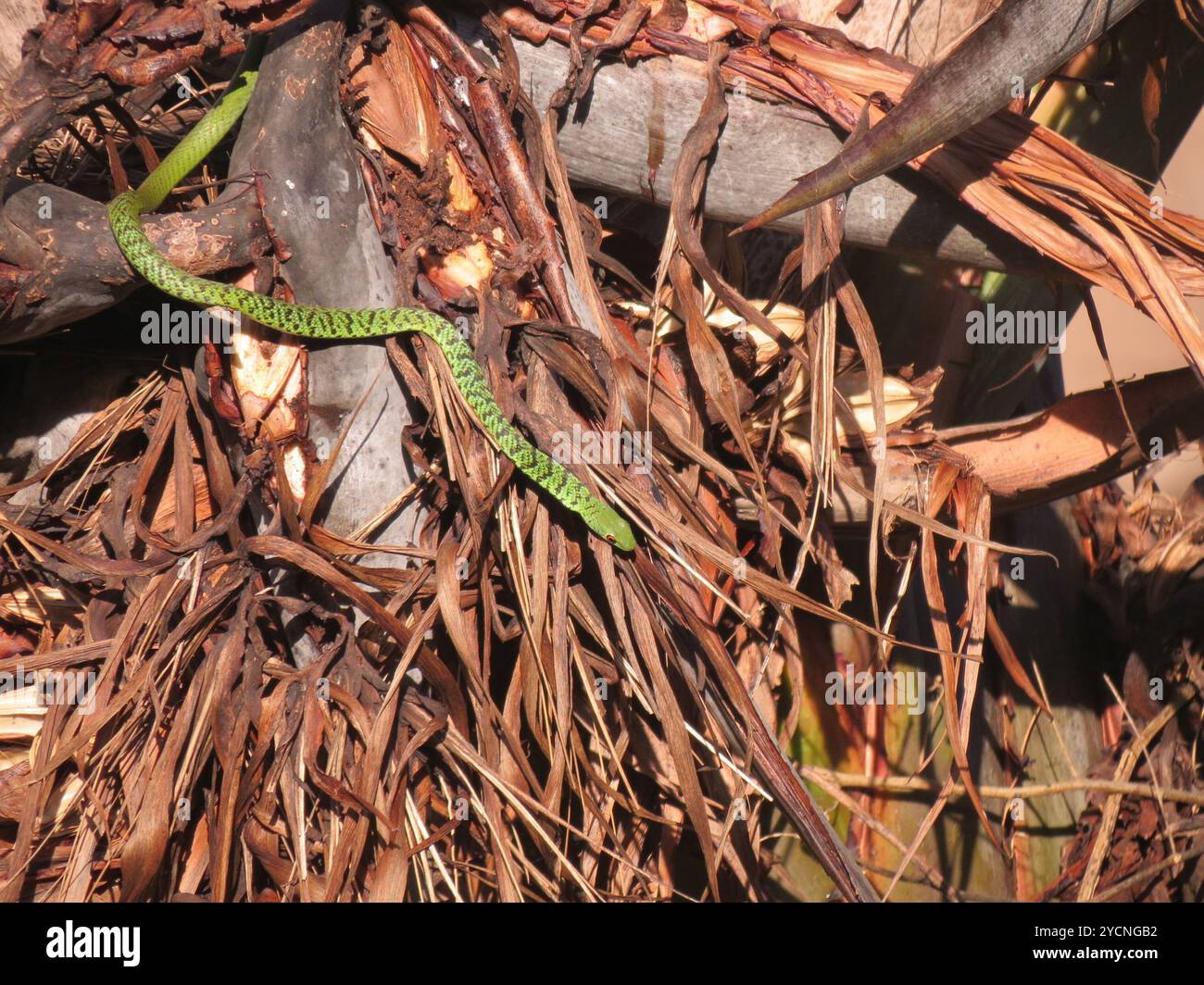 Spotted Bush Snake (Philothamnus semivariegatus) Reptilia Stock Photo ...