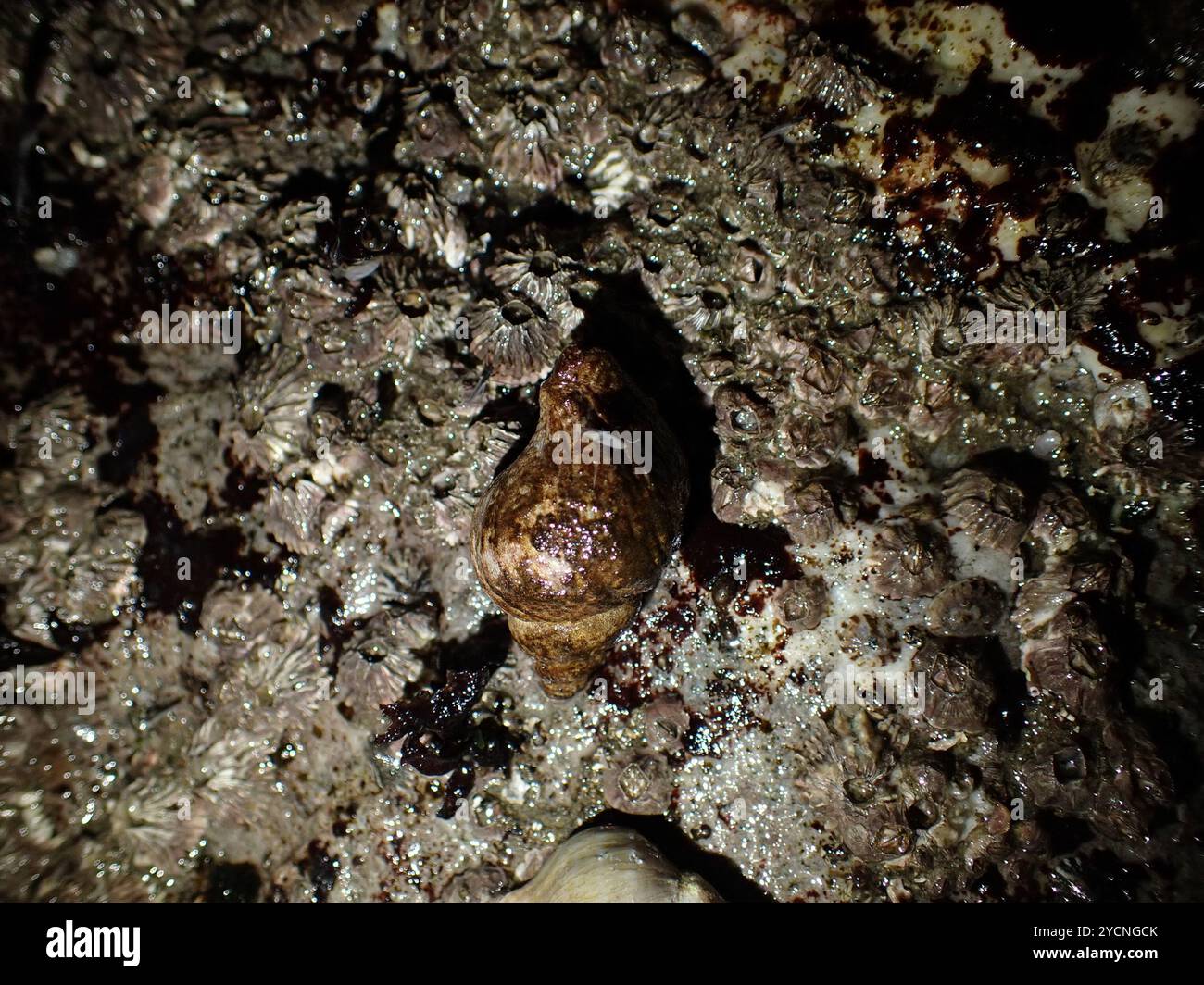 Frilled Dogwinkle (Nucella lamellosa) Mollusca Stock Photo - Alamy