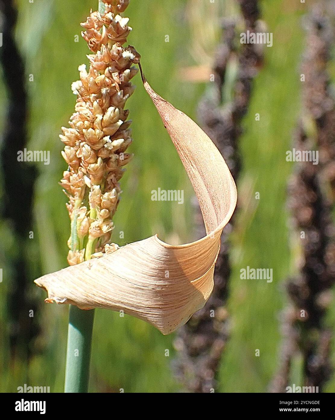 Broom reed (Elegia capensis) Plantae Stock Photo - Alamy