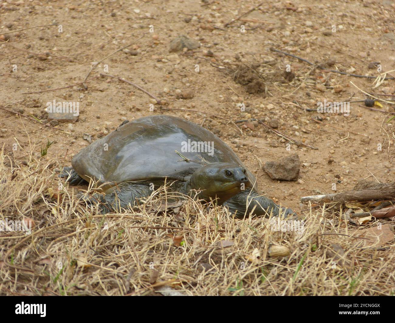 Sri Lankan Flapshell Turtle (Lissemys ceylonensis) Reptilia Stock Photo ...