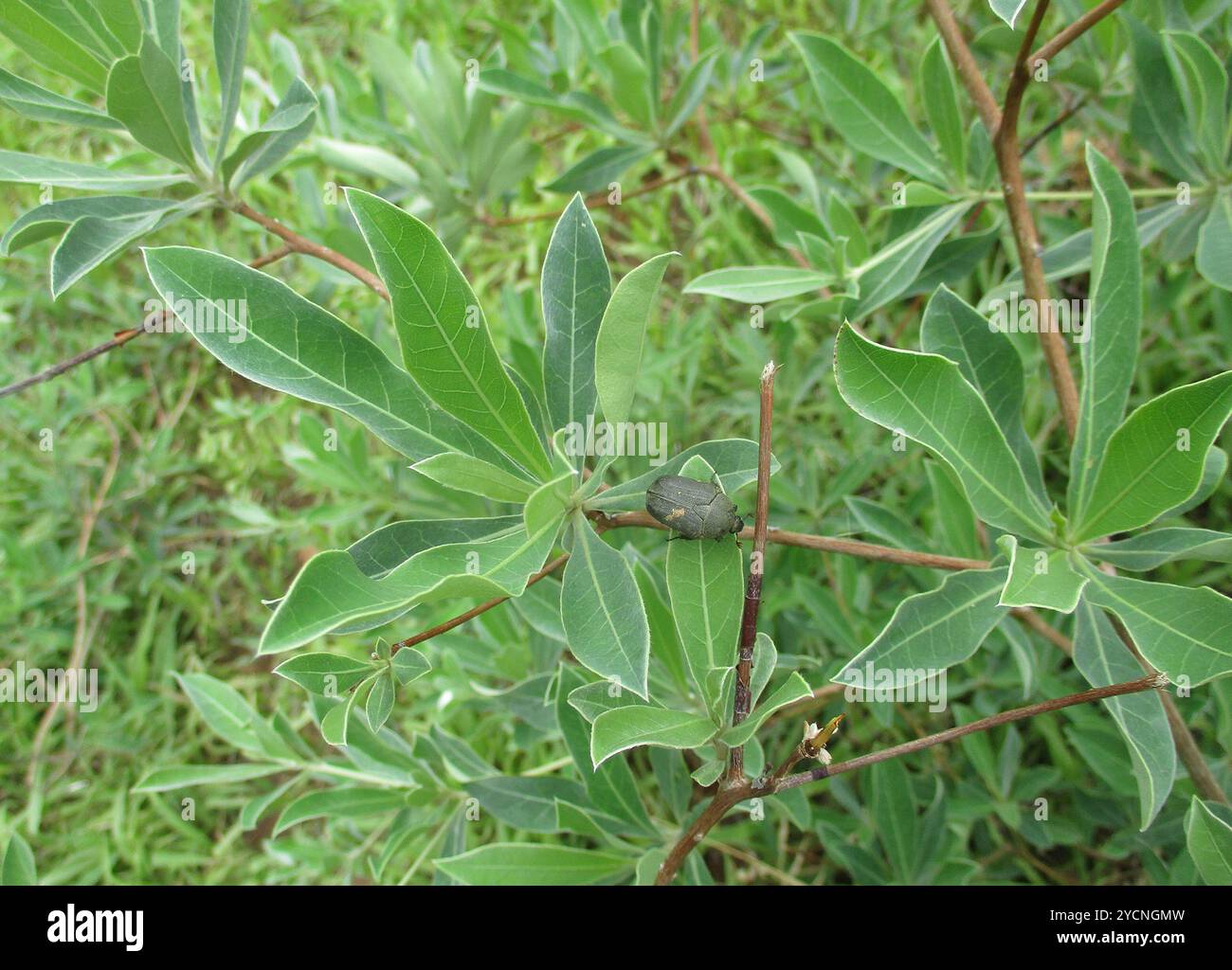 silver terminalia (Terminalia sericea) Plantae Stock Photo - Alamy