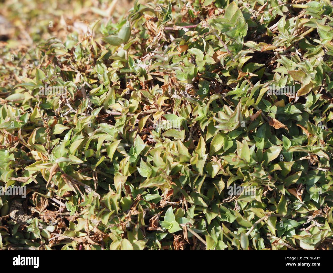 Turtle Vine (Callisia repens) Plantae Stock Photo - Alamy