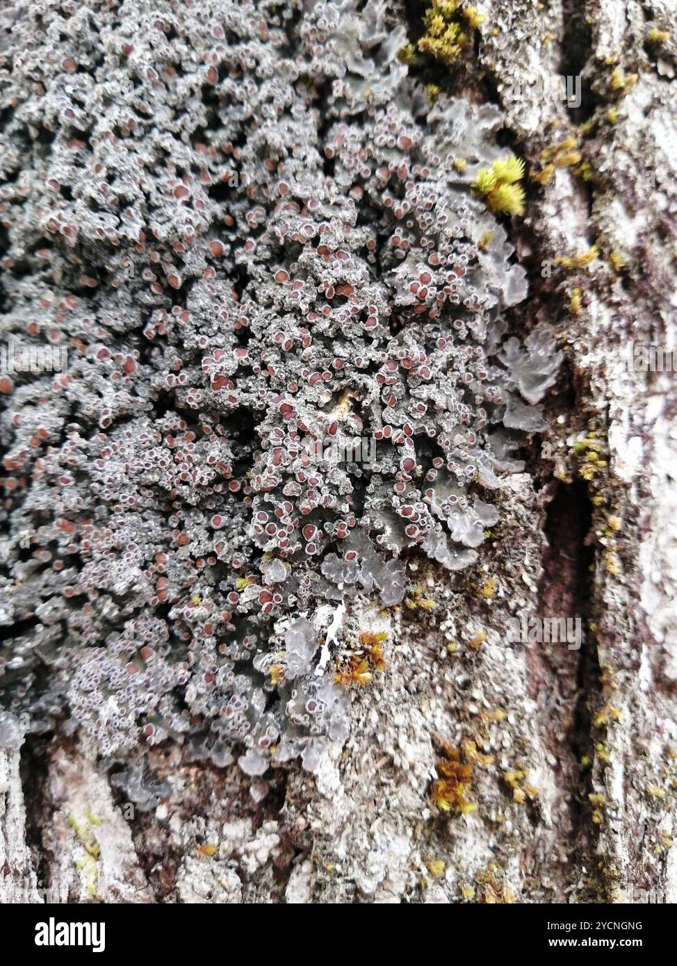 Wrinkled Shingle Lichen (Pannaria lurida) Fungi Stock Photo - Alamy