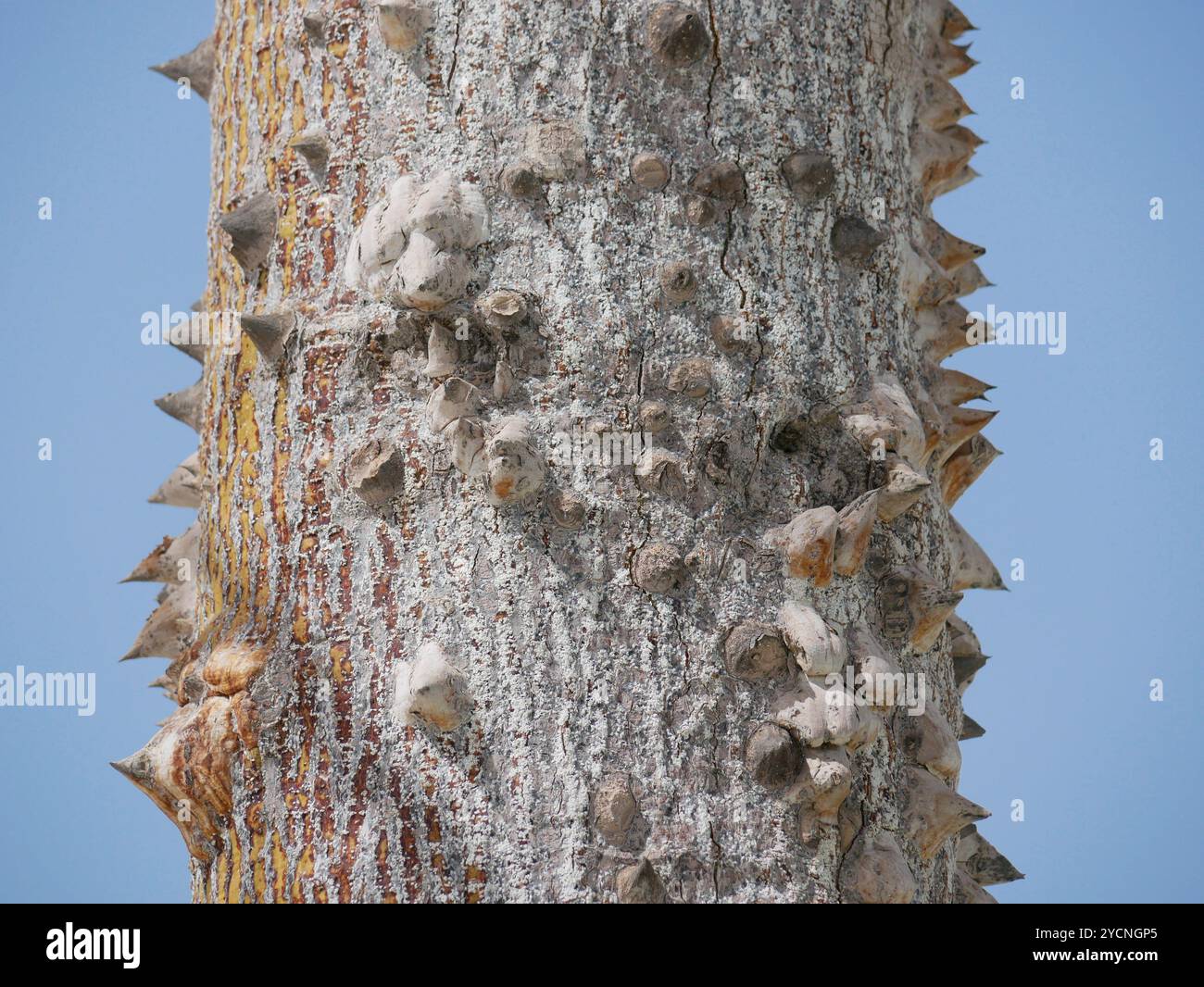 Ceiba Chorisia speciosa, bottle or silk tree growing on Grand Canaria ...
