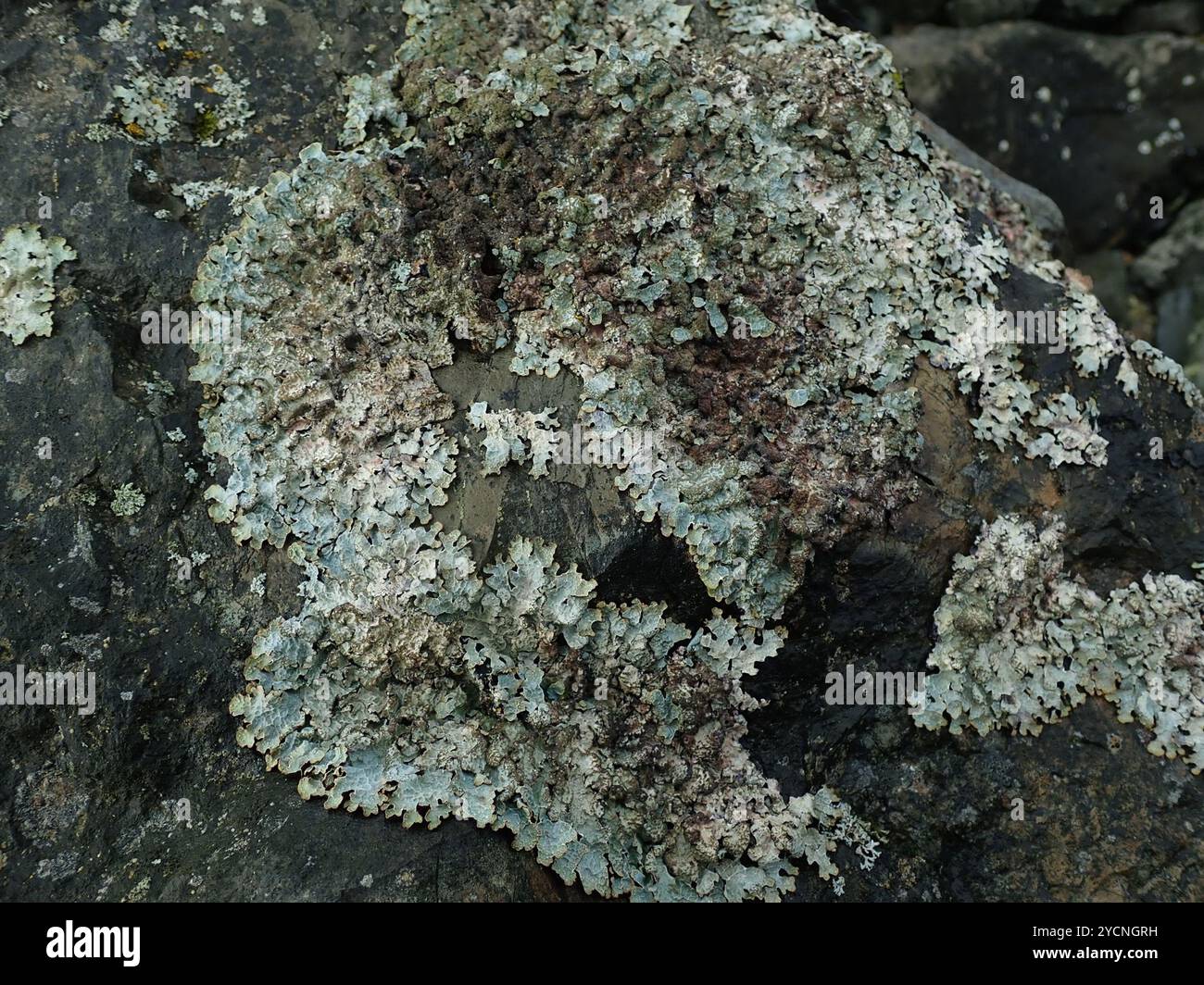 Salted Shield Lichen (Parmelia saxatilis) Fungi Stock Photo - Alamy