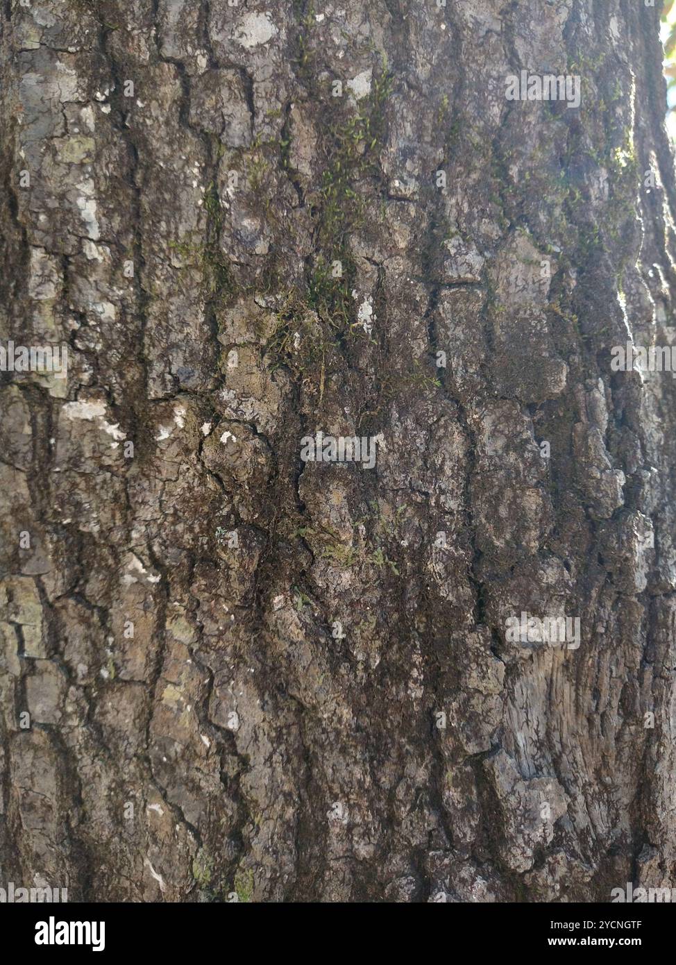 Darlington Oak (Quercus hemisphaerica) Plantae Stock Photo - Alamy