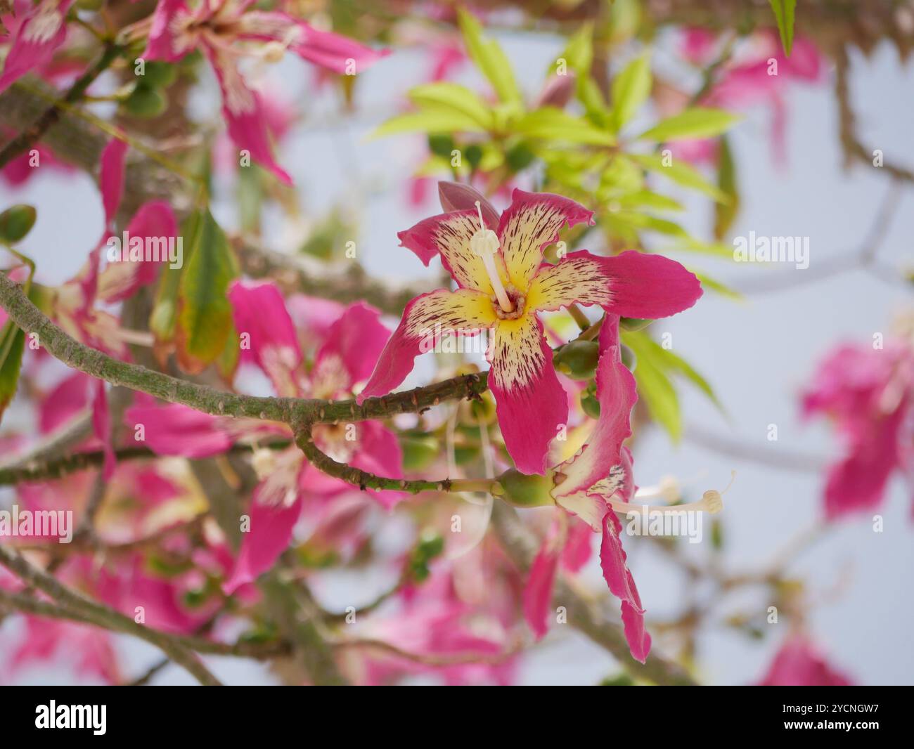 Ceiba Chorisia speciosa, bottle or silk tree growing on Grand Canaria ...