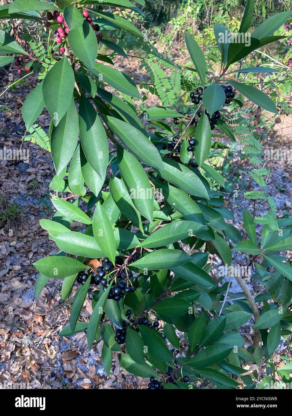 shoebutton Ardisia (Ardisia elliptica) Plantae Stock Photo - Alamy