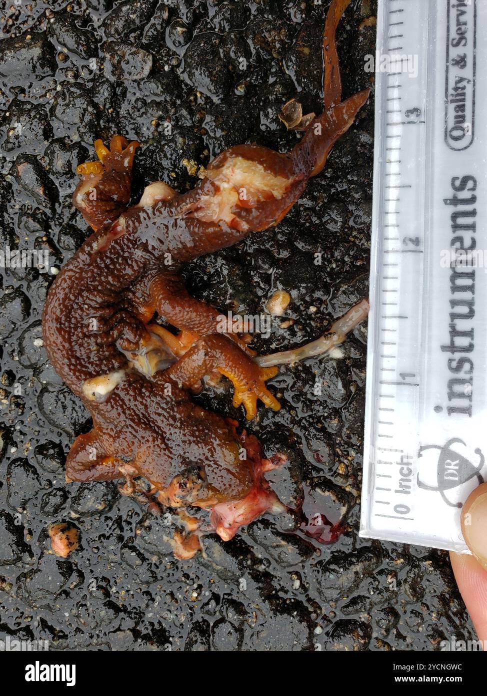 Pacific Newts (Taricha) Amphibia Stock Photo - Alamy