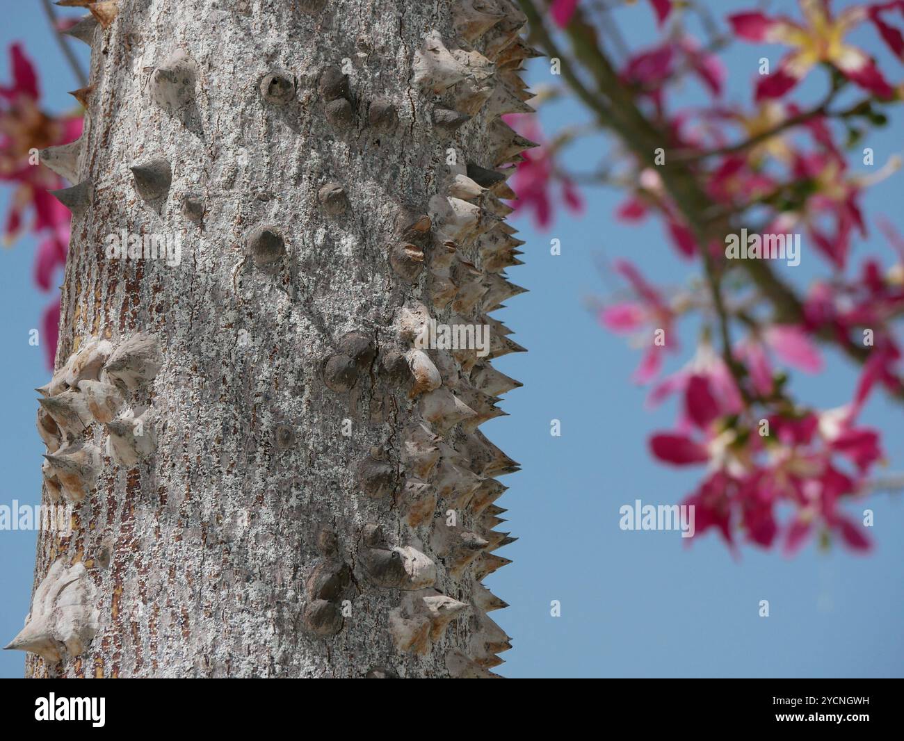 Paineira tree hi-res stock photography and images - Alamy
