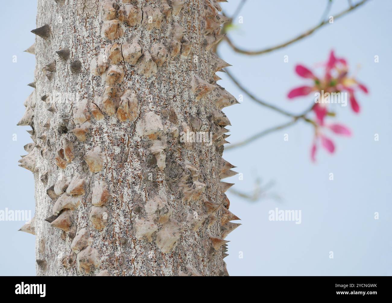 Chorisia tree hi-res stock photography and images - Alamy