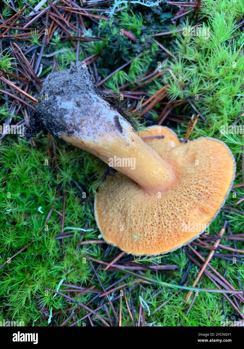 Blue-staining Slippery Jack (Suillus tomentosus) Fungi Stock Photo - Alamy