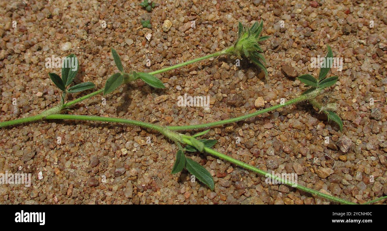Wild Lucerne (Stylosanthes fruticosa) Plantae Stock Photo - Alamy