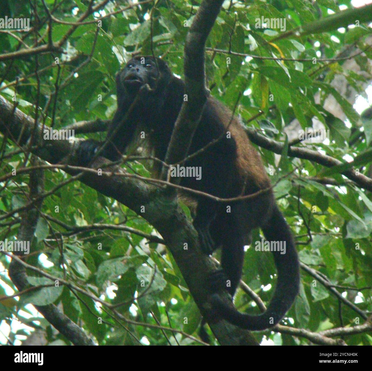 Mantled Howler Monkey (Alouatta palliata) Mammalia Stock Photo - Alamy