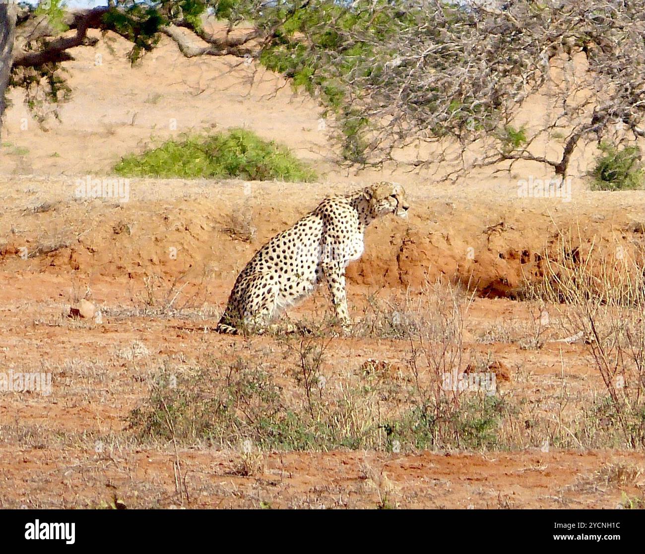 Southern and Eastern African Cheetah (Acinonyx jubatus jubatus ...