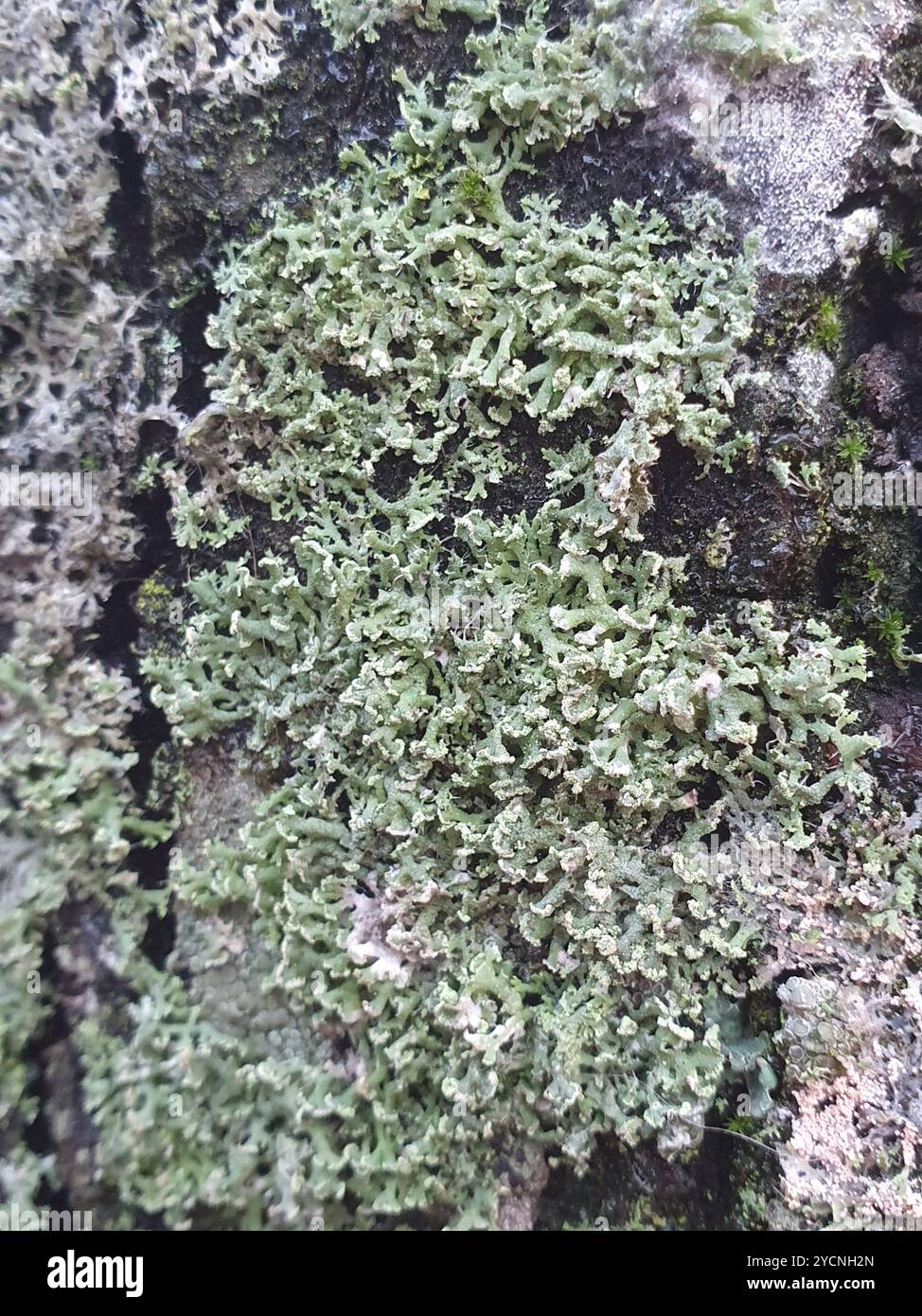 Fringed Rosette Lichen (Physcia tenella) Fungi Stock Photo - Alamy