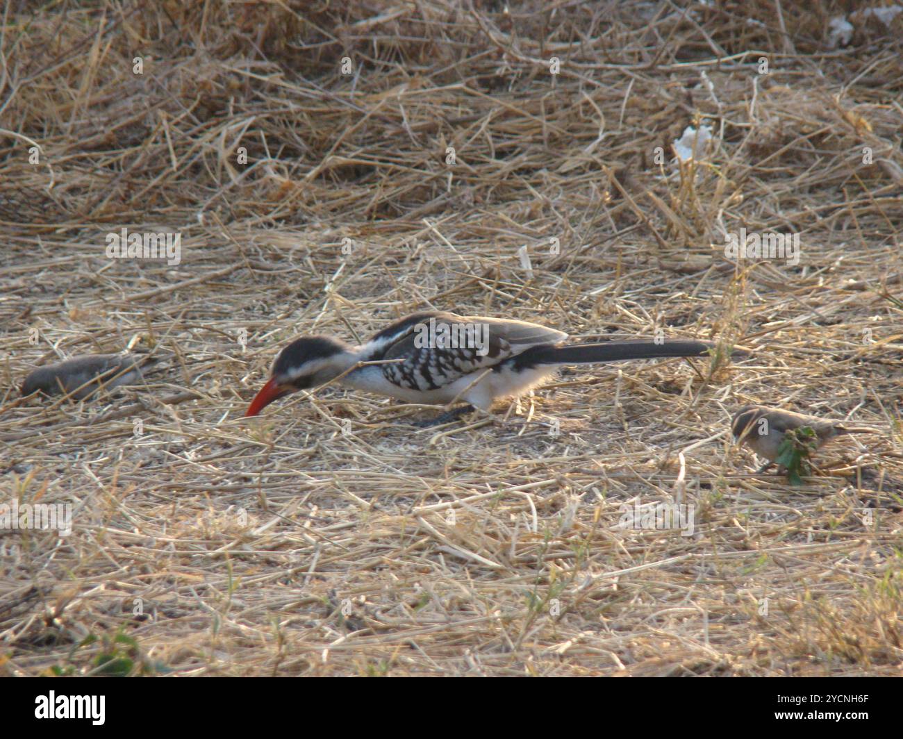 Tanzanian Red-billed Hornbill (Tockus ruahae) Aves Stock Photo - Alamy