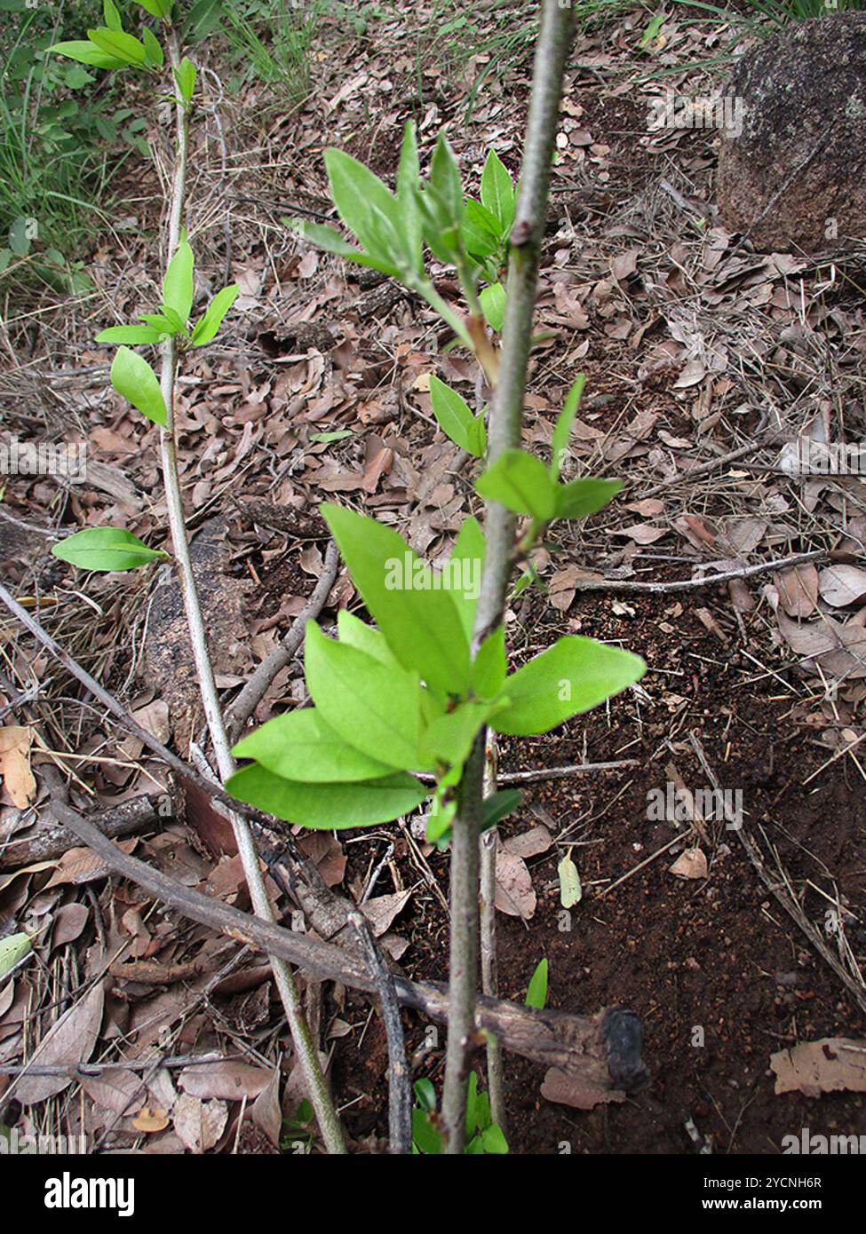Common Wild Fig (Ficus burkei) Plantae Stock Photo - Alamy