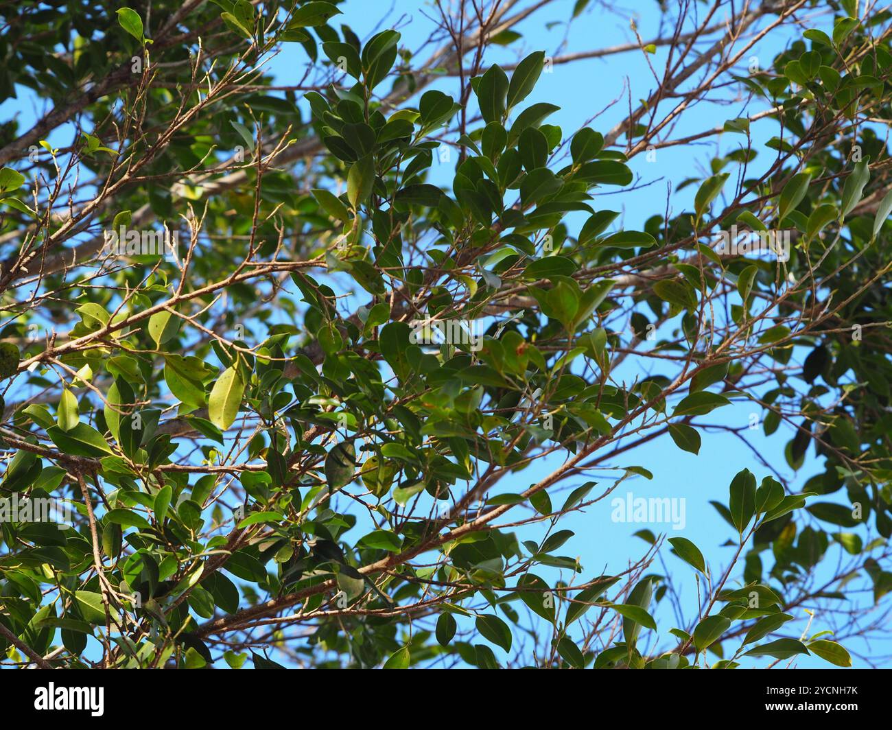 Chinese banyan (Ficus microcarpa) Plantae Stock Photo - Alamy