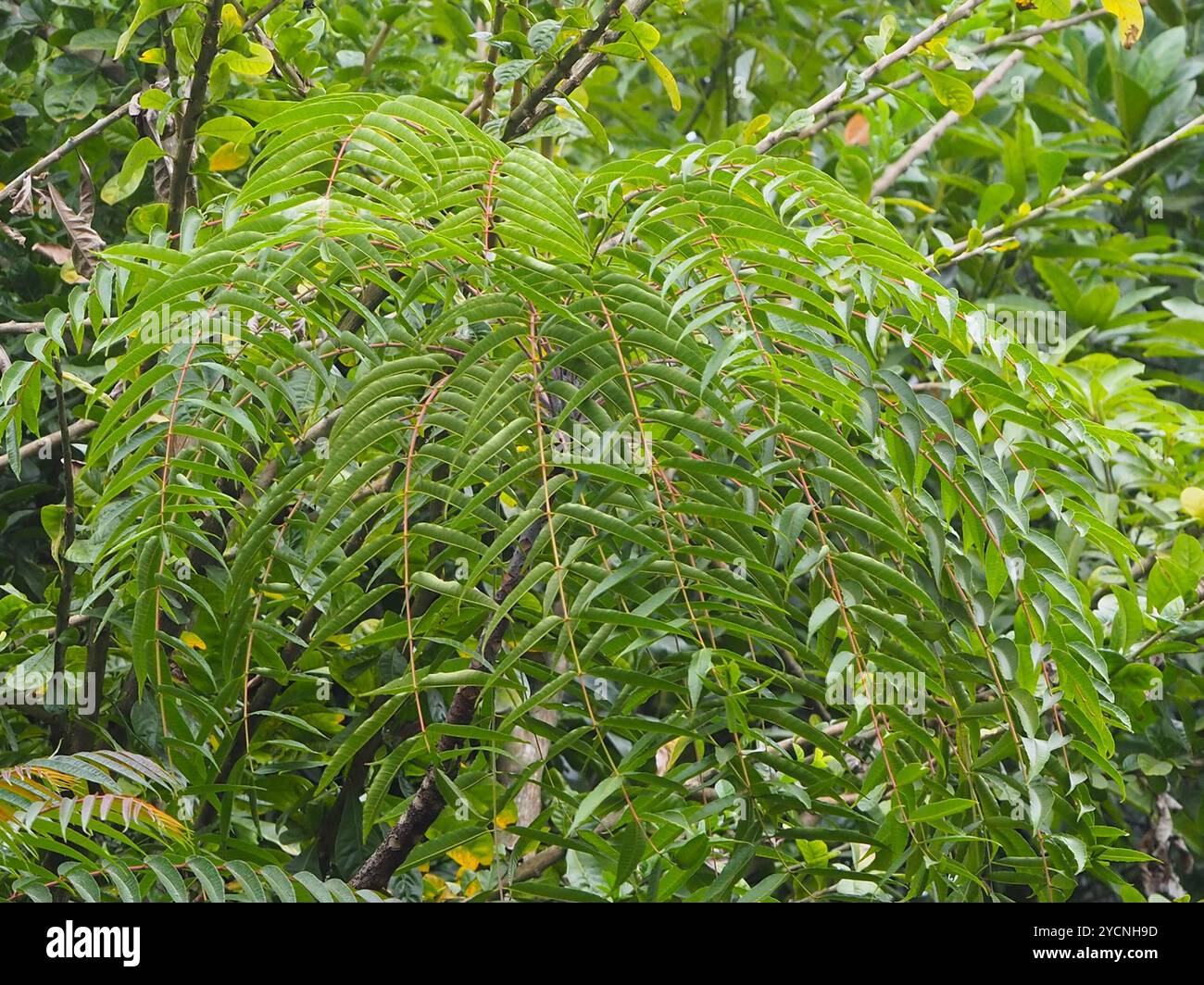 Tun tree (Toona sinensis) Plantae Stock Photo - Alamy