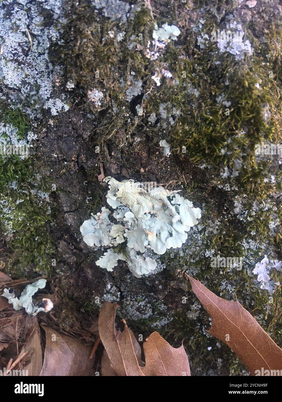 typical shield lichens (Parmelioideae) Fungi Stock Photo - Alamy
