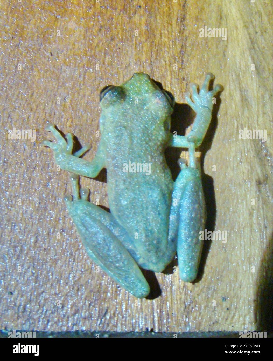 Olive Snouted Tree Frog (Scinax elaeochroa) Amphibia Stock Photo - Alamy