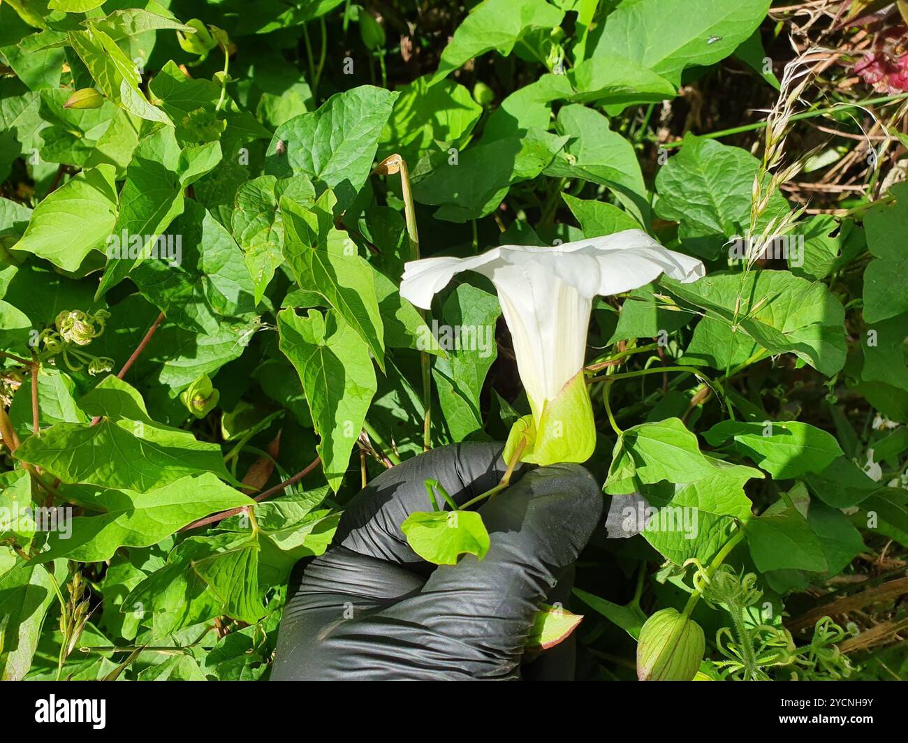 large bindweed (Calystegia silvatica) Plantae Stock Photo - Alamy