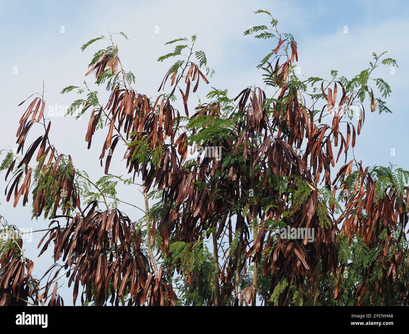 White leadtree (Leucaena leucocephala) Plantae Stock Photo - Alamy