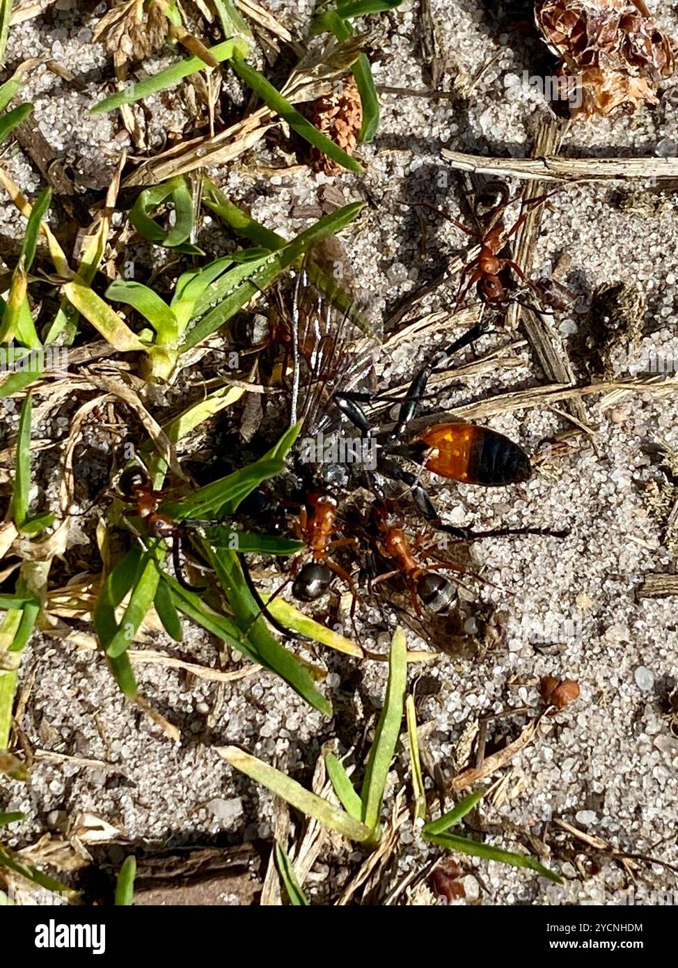Blood-red Field Ant (Formica sanguinea) Insecta Stock Photo - Alamy