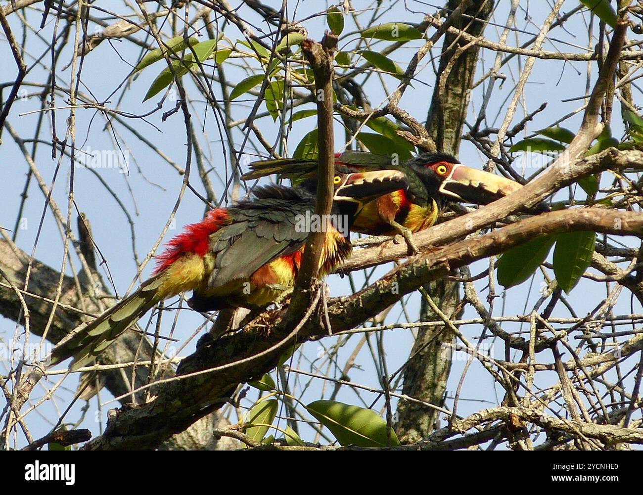 Collared Aracari (Pteroglossus torquatus) Aves Stock Photo - Alamy