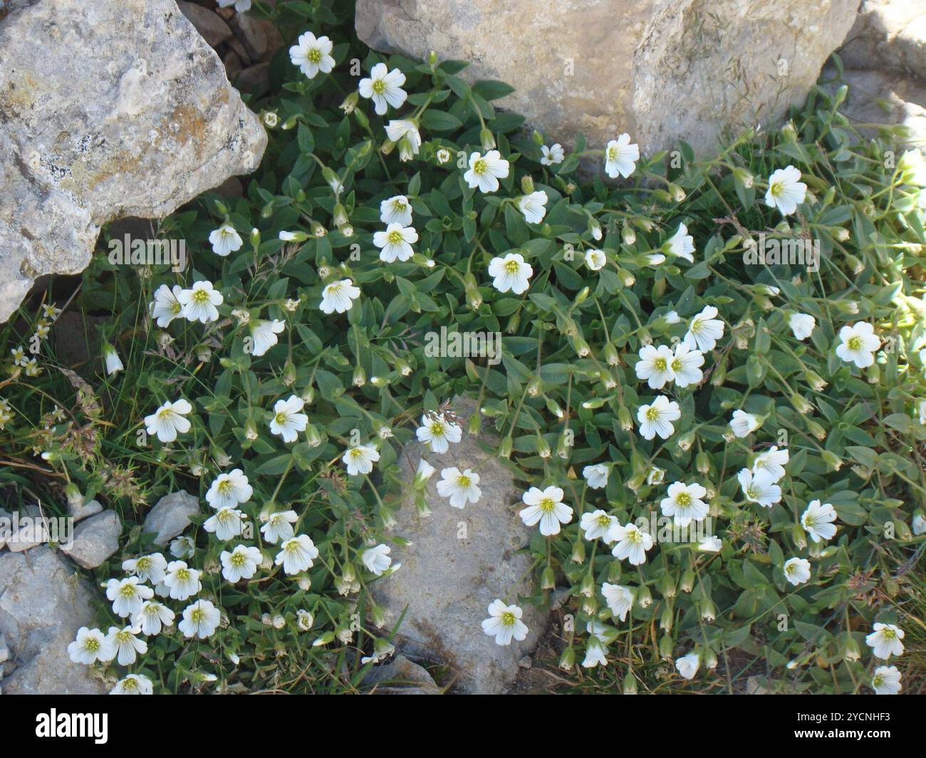 Broad leaved mouse ear cerastium latifolium hi-res stock photography ...