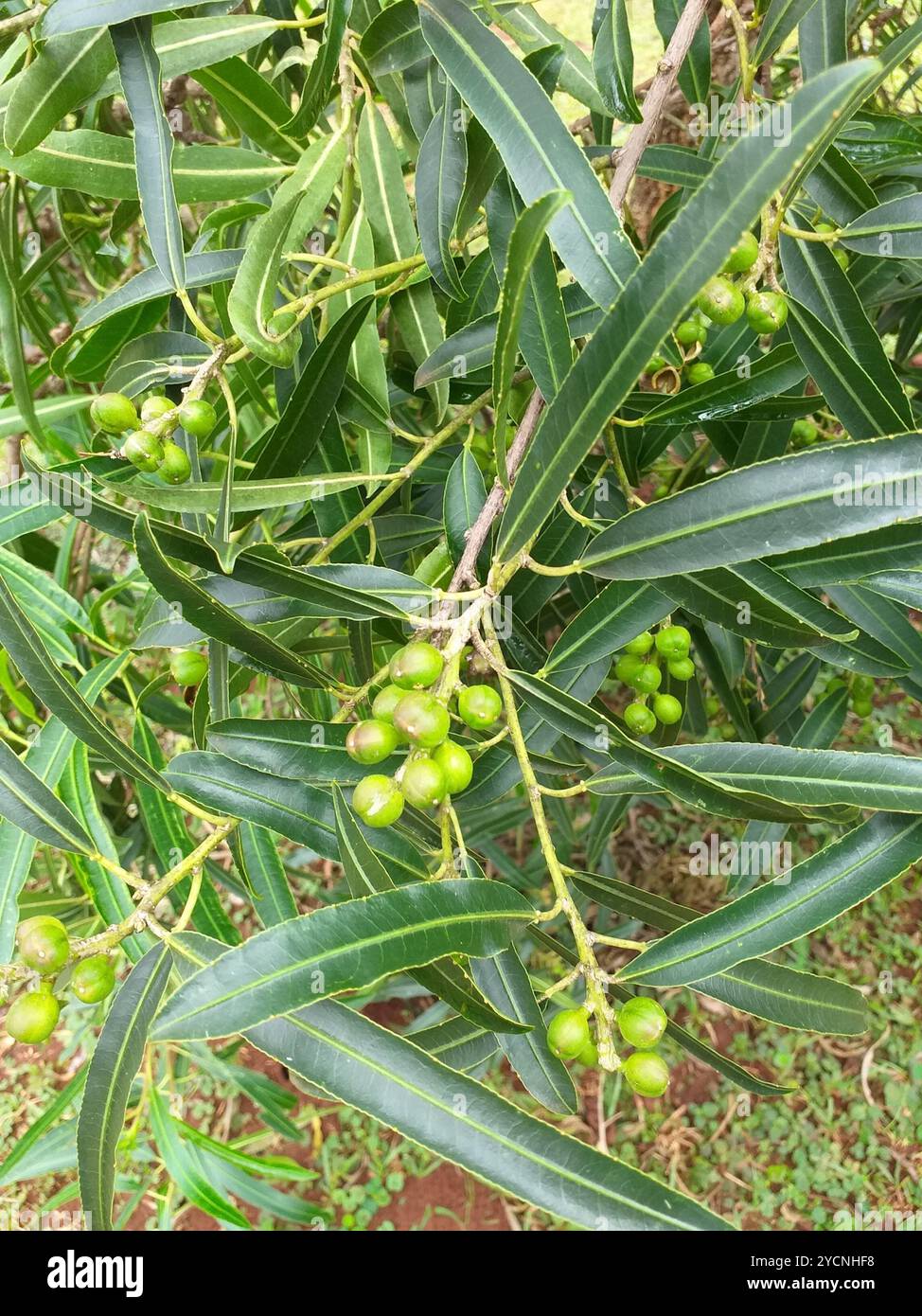 (Sapium haematospermum) Plantae Stock Photo - Alamy