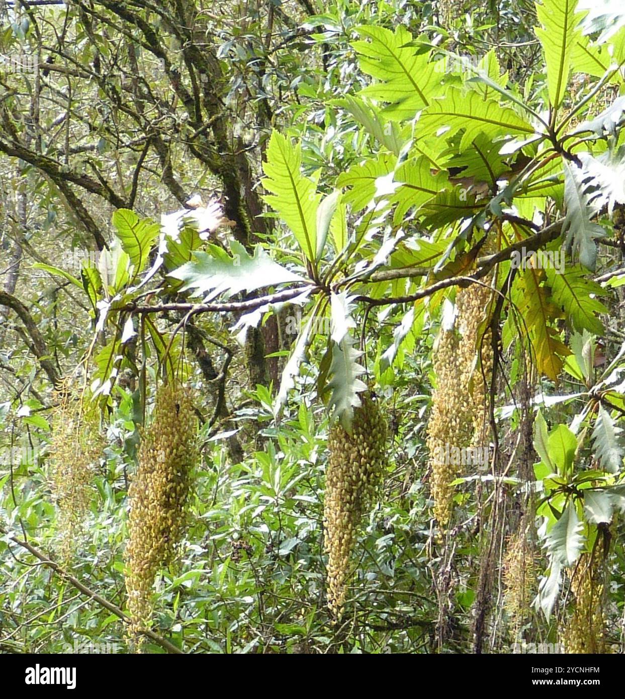 Parrotweed (Bocconia frutescens) Plantae Stock Photo - Alamy