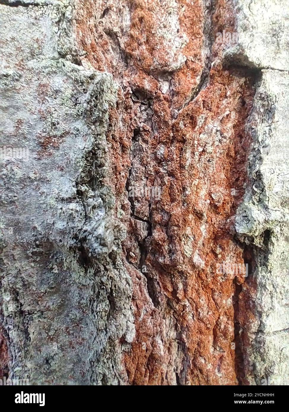 Orange Terrestrial Algae (Trentepohliales) Plantae Stock Photo - Alamy