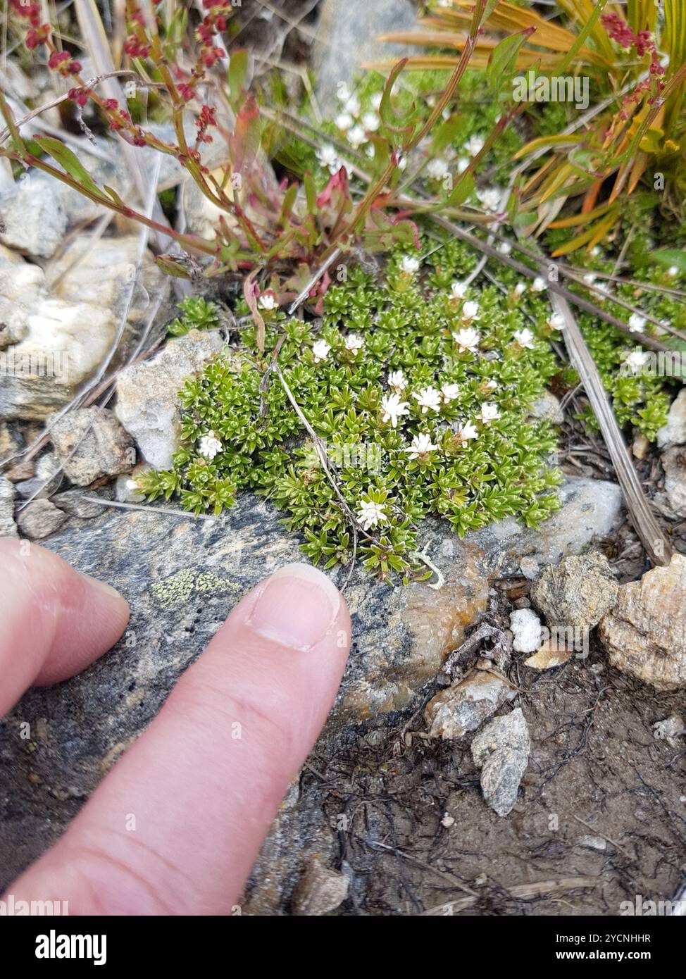 Turf-mat daisy (Raoulia subsericea) Plantae Stock Photo - Alamy