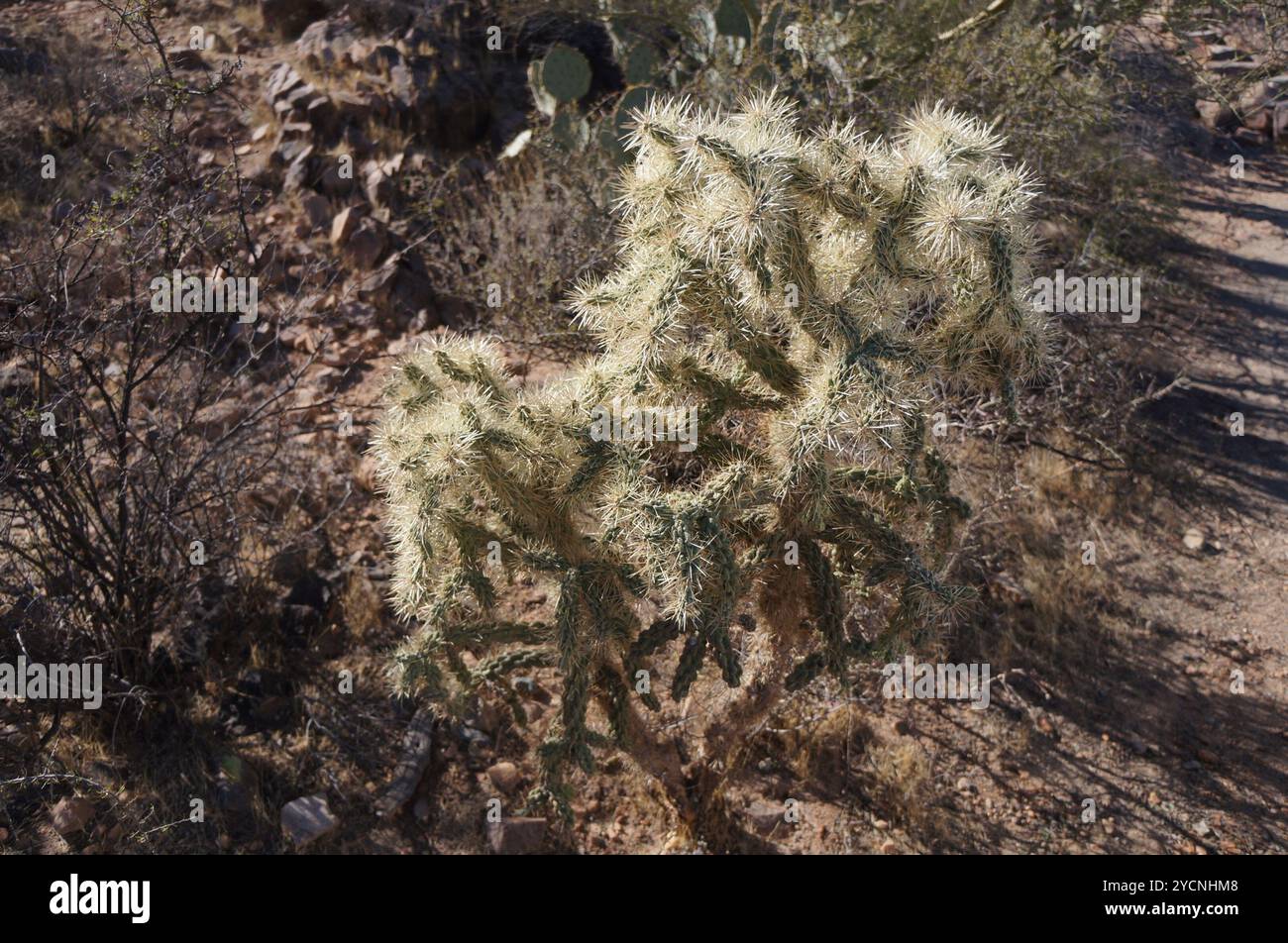 Chain-fruit Cholla (Cylindropuntia fulgida) Plantae Stock Photo - Alamy