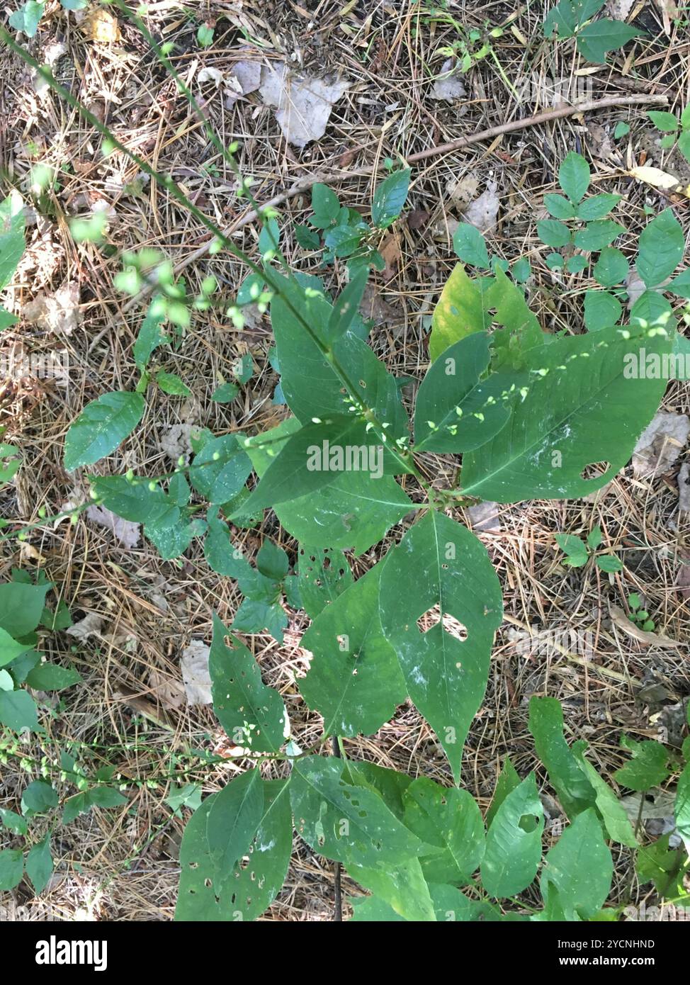 American jumpseed (Persicaria virginiana) Plantae Stock Photo - Alamy