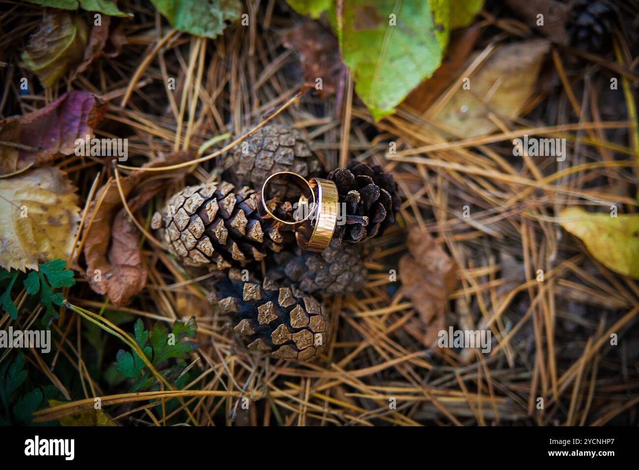 Engagement Theme - Diamond Ring on pine cones Stock Photo - Alamy