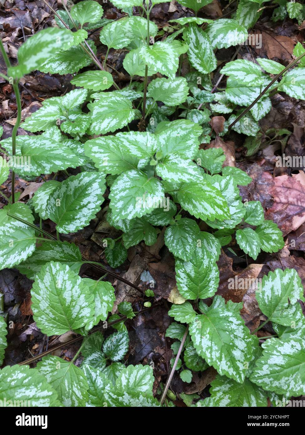 Variegated Yellow Archangel (Lamium galeobdolon argentatum) Plantae ...