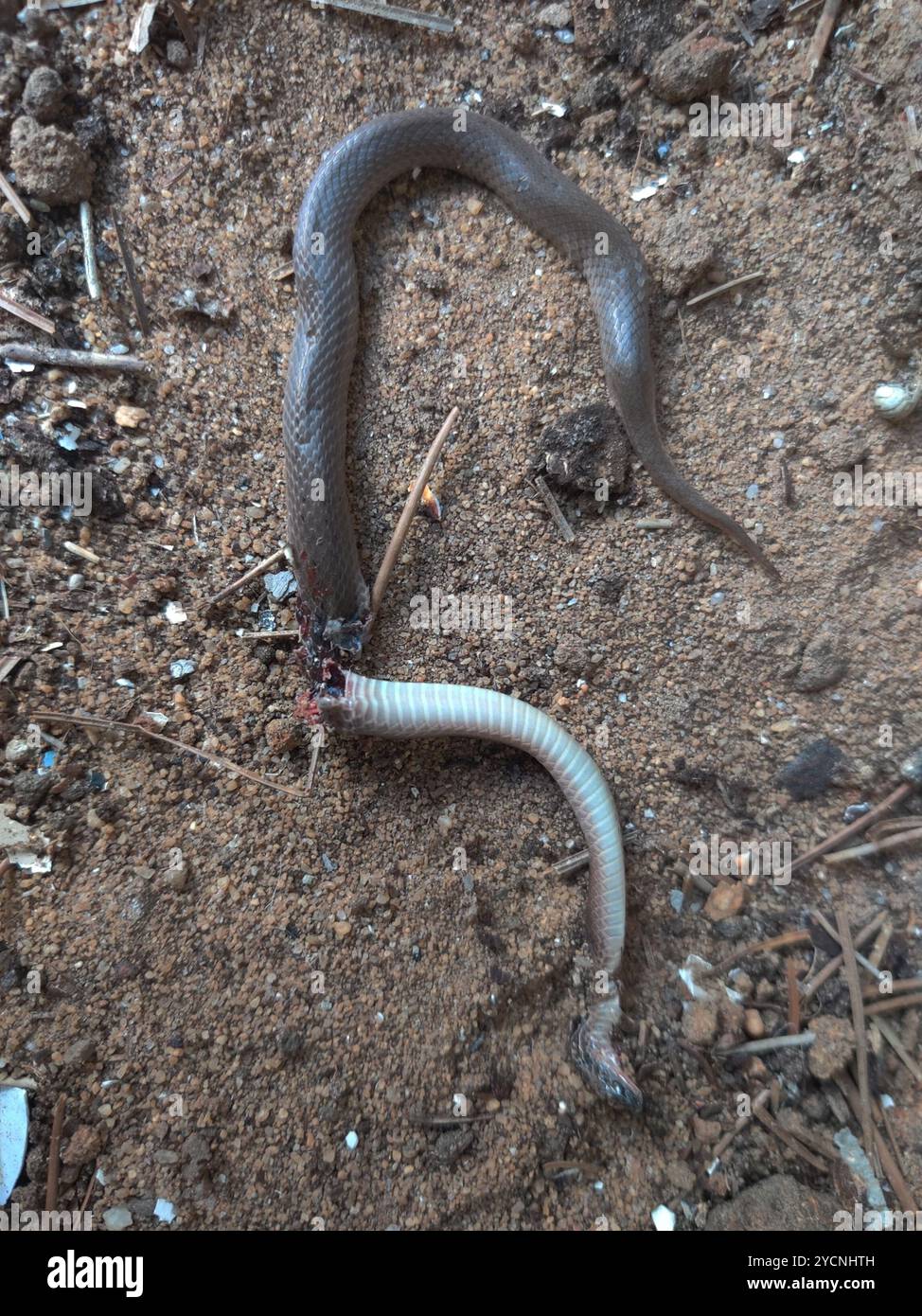 Eastern Earthsnake (Virginia valeriae valeriae) Reptilia Stock Photo ...
