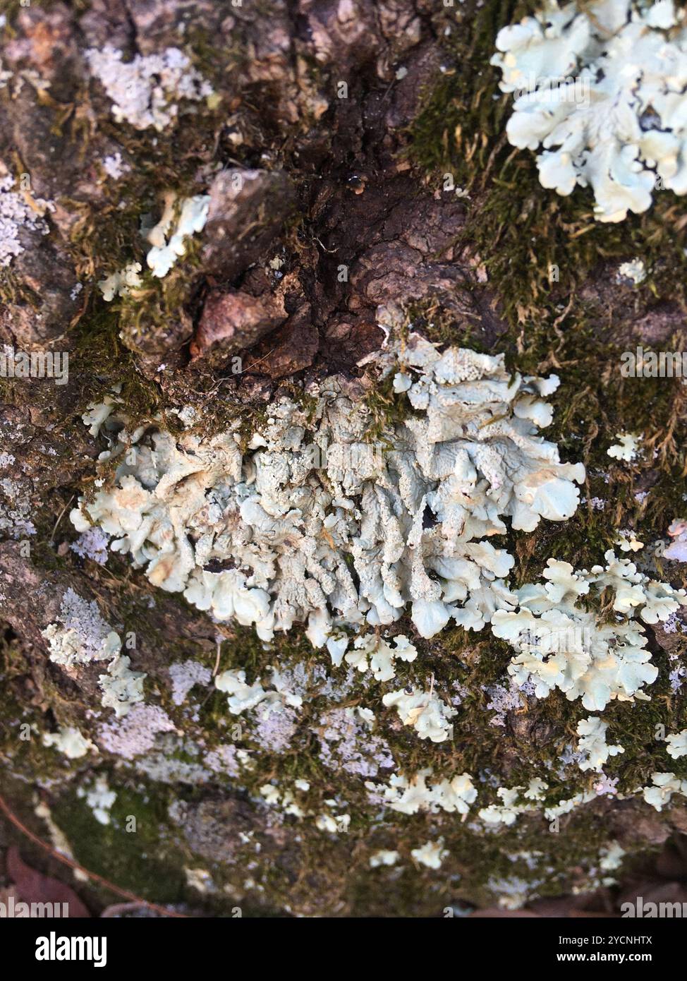typical shield lichens (Parmelioideae) Fungi Stock Photo - Alamy