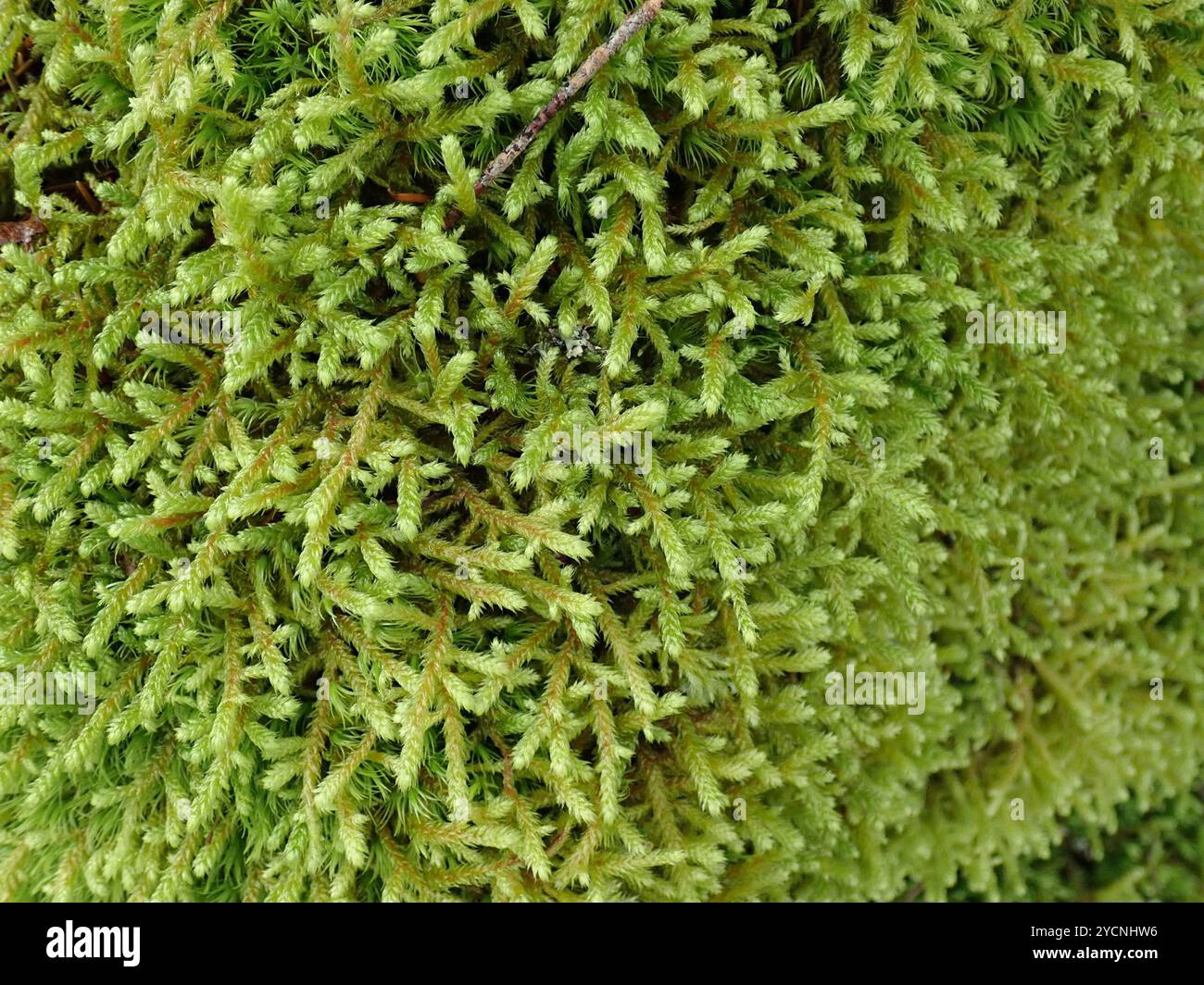 Pendulous Wing-moss (Antitrichia curtipendula) Plantae Stock Photo - Alamy