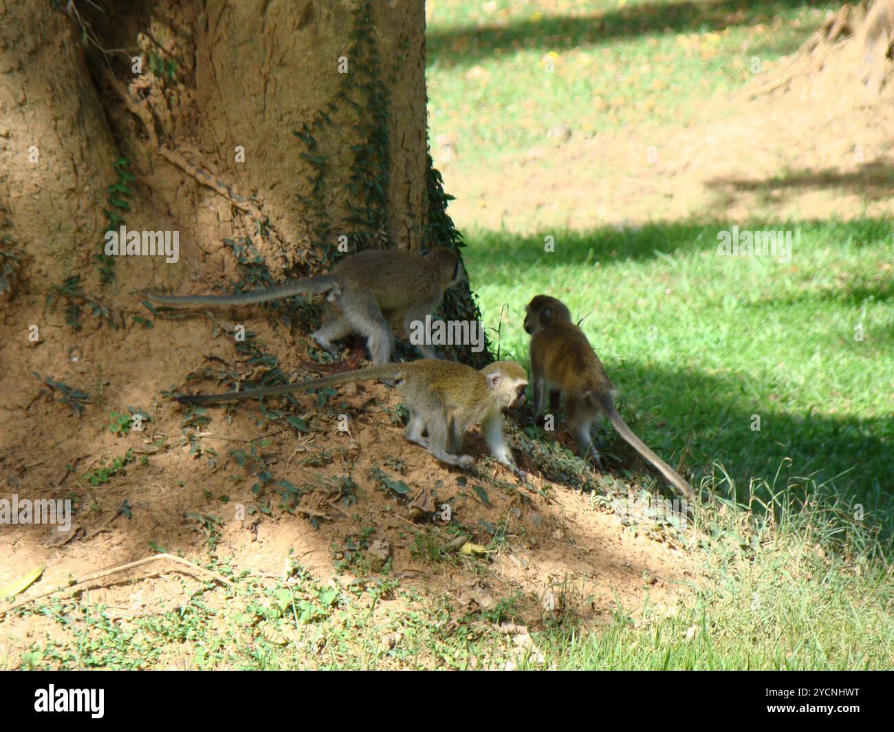 Savannah Monkeys (Chlorocebus) Mammalia Stock Photo - Alamy