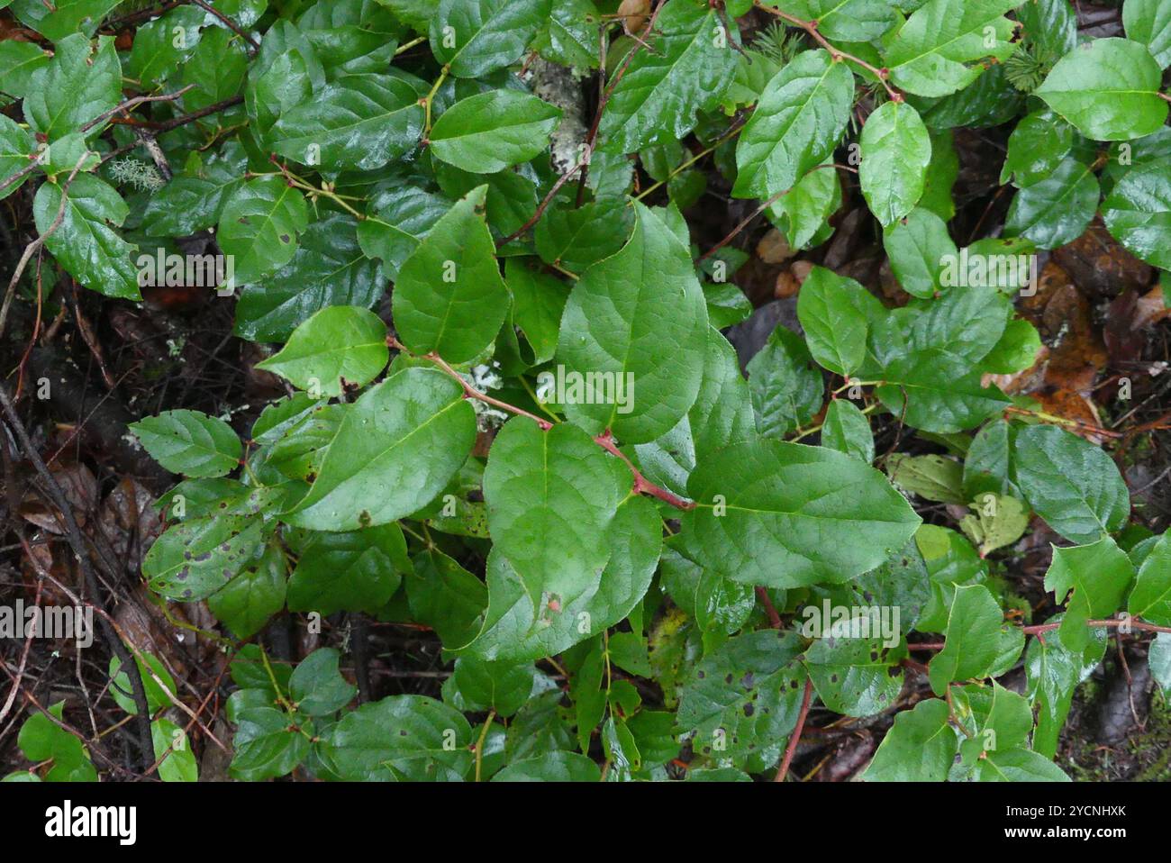 salal (Gaultheria shallon) Plantae Stock Photo - Alamy