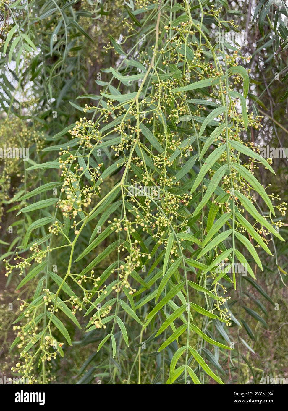 Peruvian Pepper Tree (Schinus molle) Plantae Stock Photo - Alamy